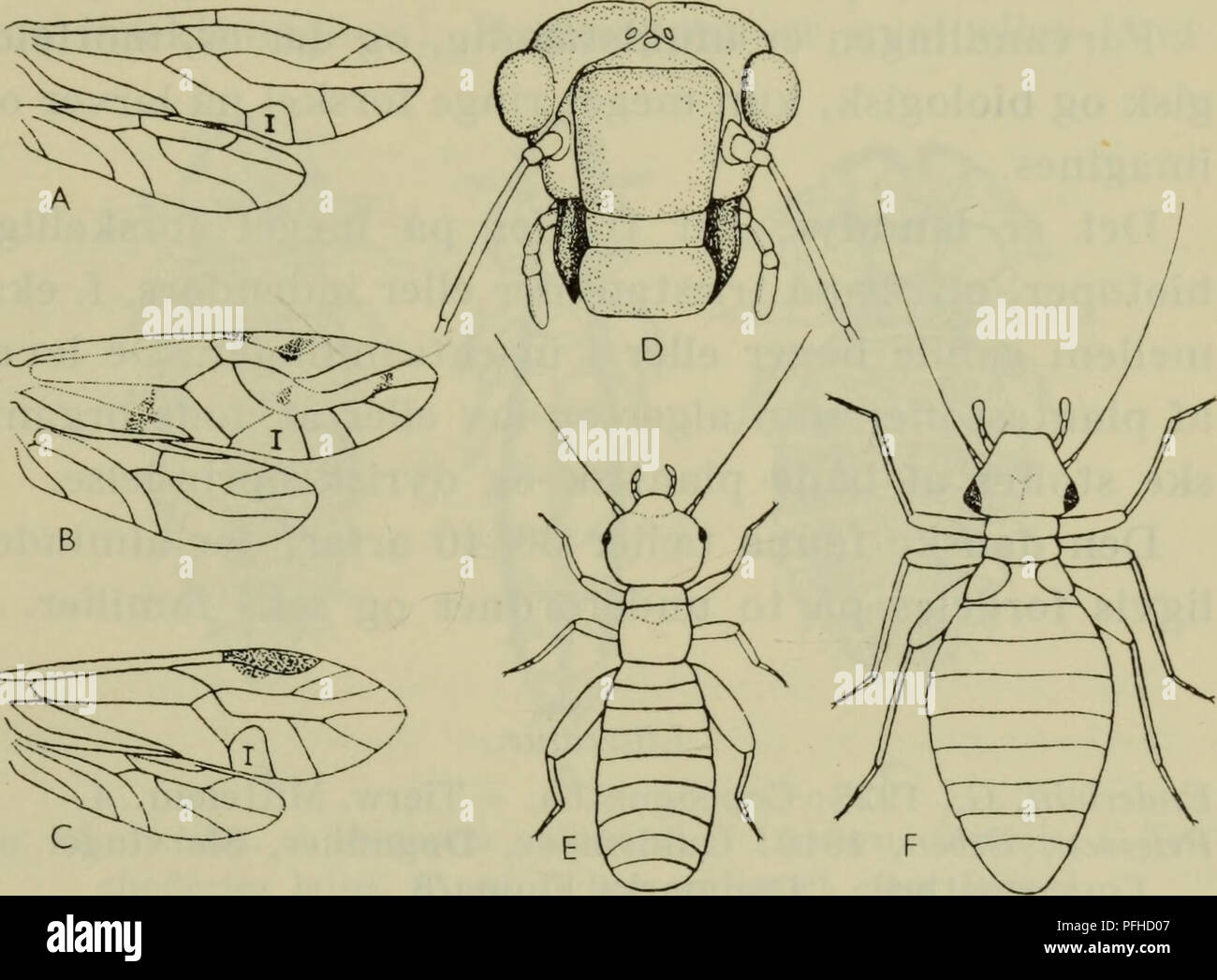 This section of Denmark’s fauna guide details winged and wingless ...