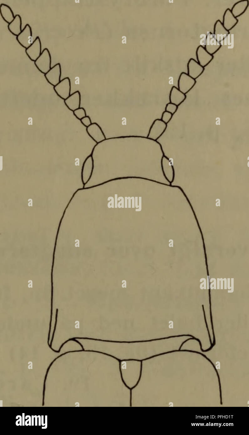 This illustrated guide to Denmark's fauna offers detailed descriptions ...