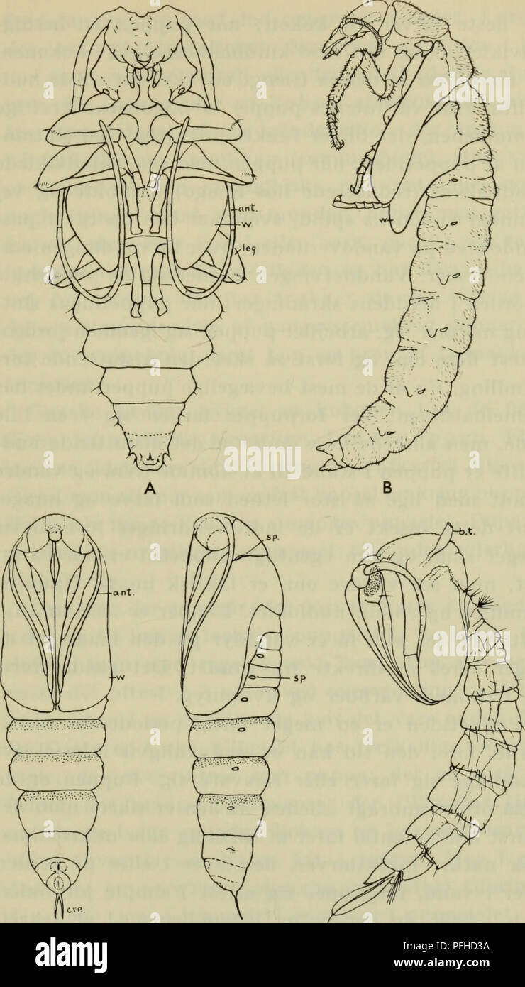 This illustration from Danmarks fauna depicts insect pupae, including ...