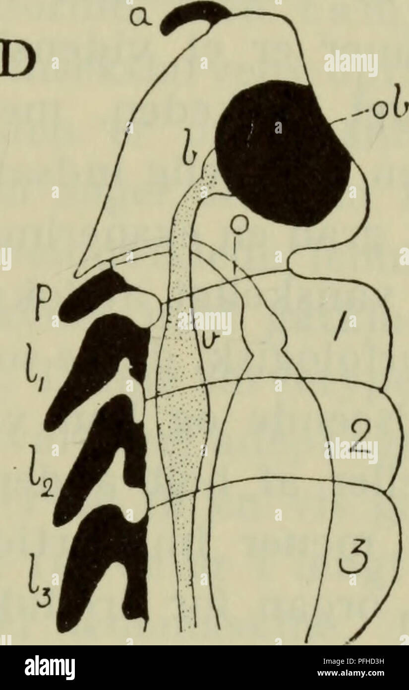 This illustrated guide to Danish fauna covers the development stages of ...