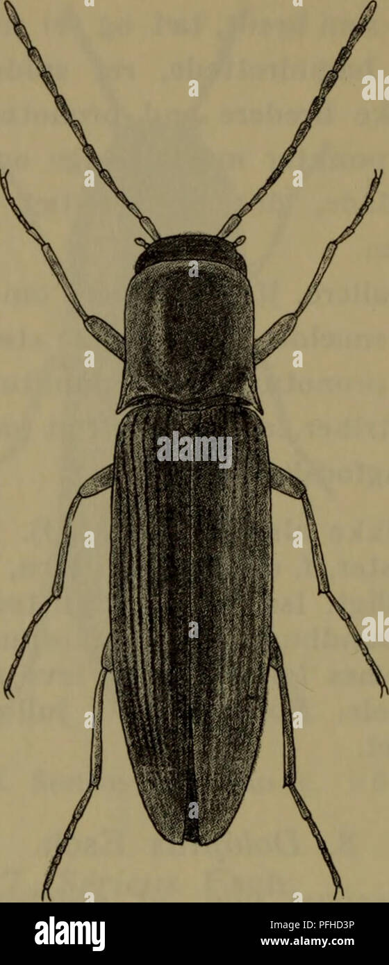 This illustration from 'Danmarks Fauna' features Dolopius marginatus, a ...