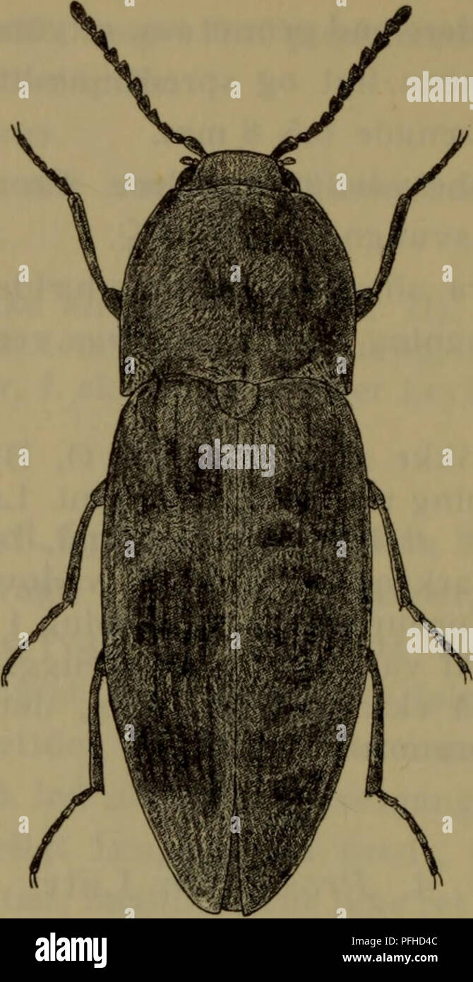 A Danish guidebook illustrating the fauna of Denmark, featuring ...