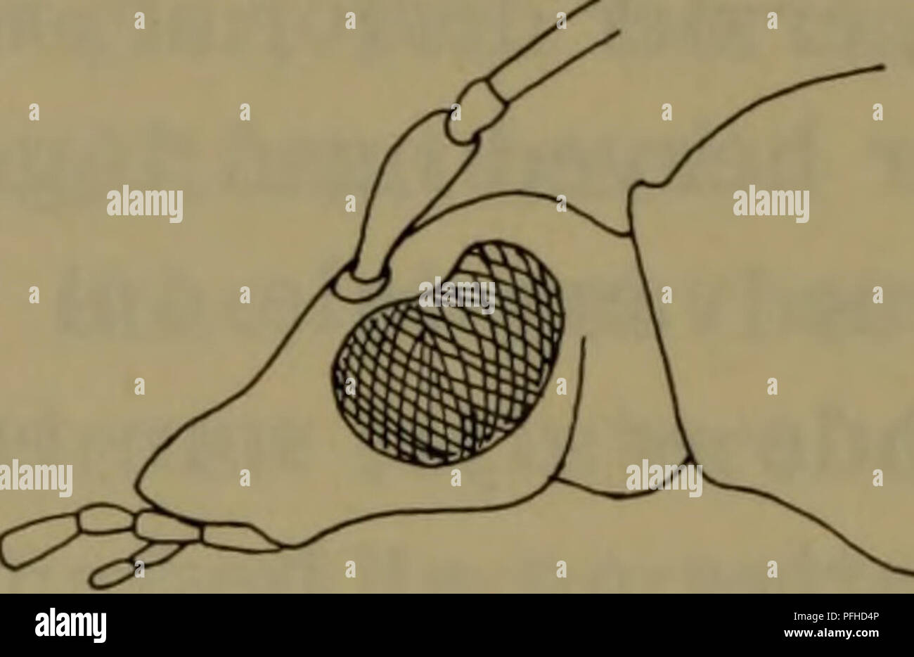 Illustration of the head and forelegs of various beetle species ...