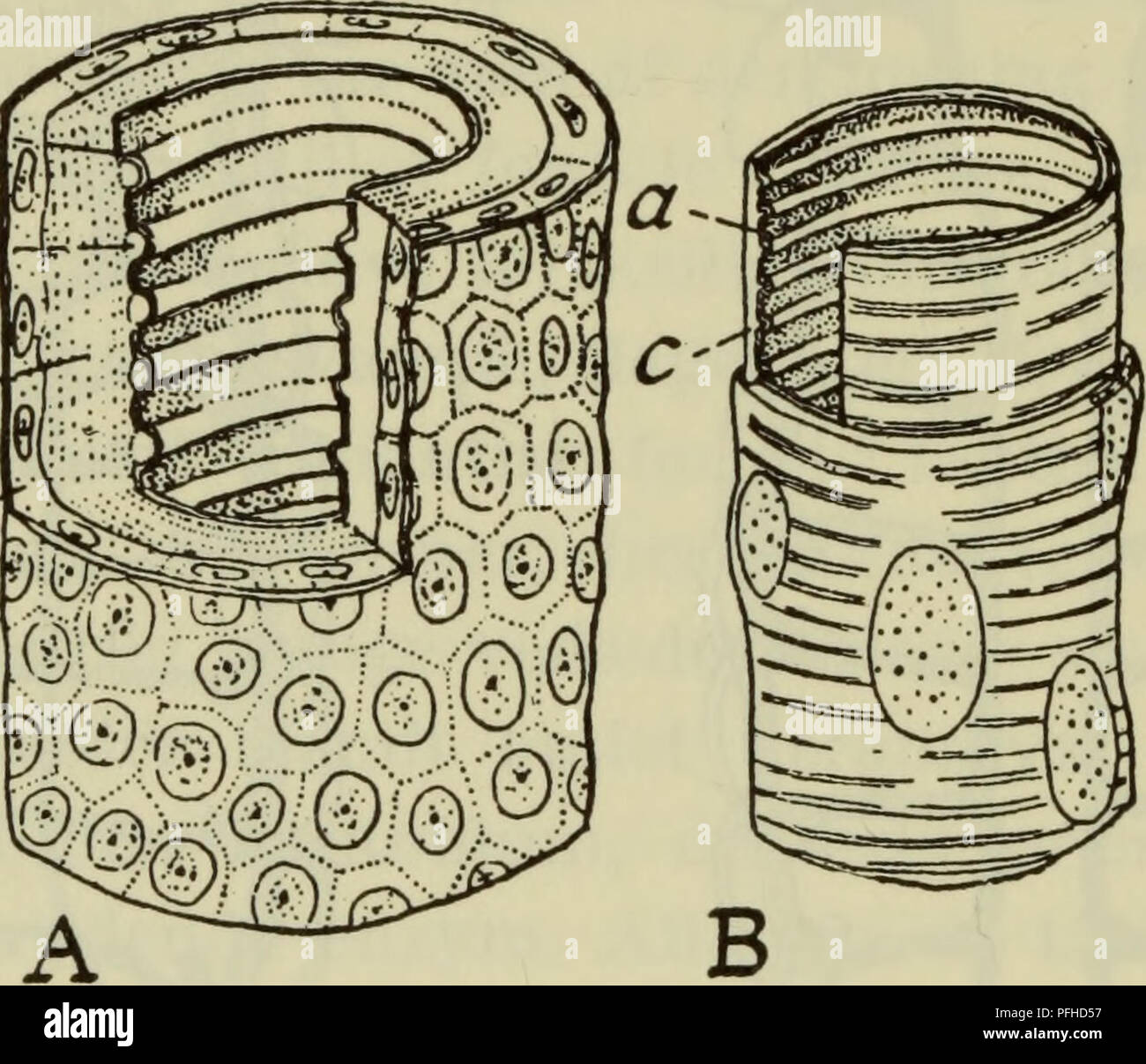 This image from 'Danmarks fauna' shows an anatomical illustration of ...