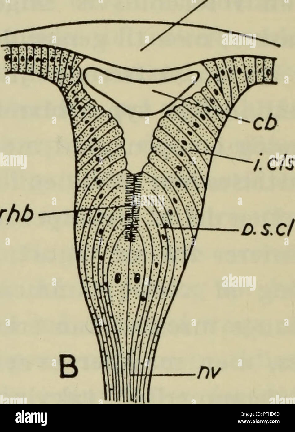 This work on Denmark's fauna provides detailed illustrations of two ...