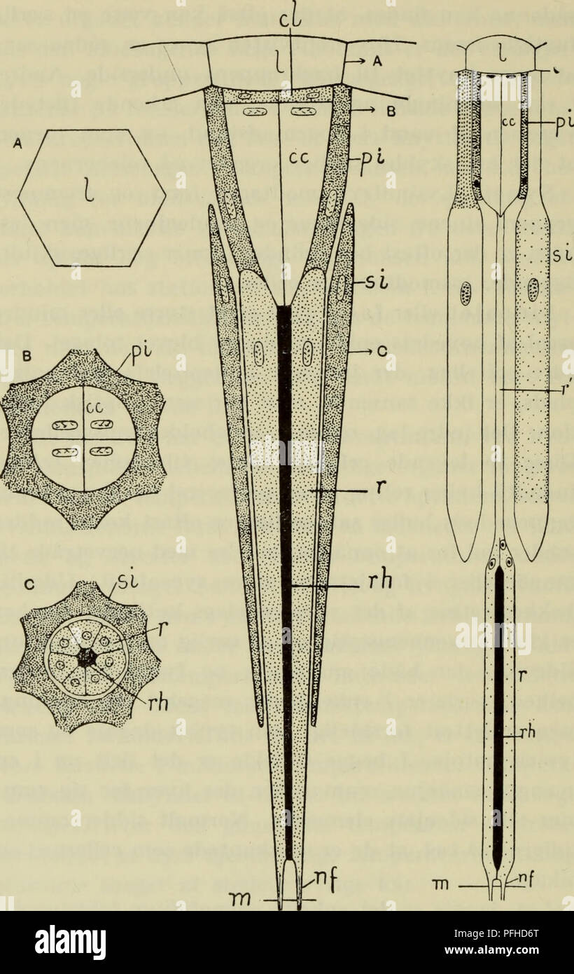 This illustration from Denmark's fauna guide provides an anatomical ...