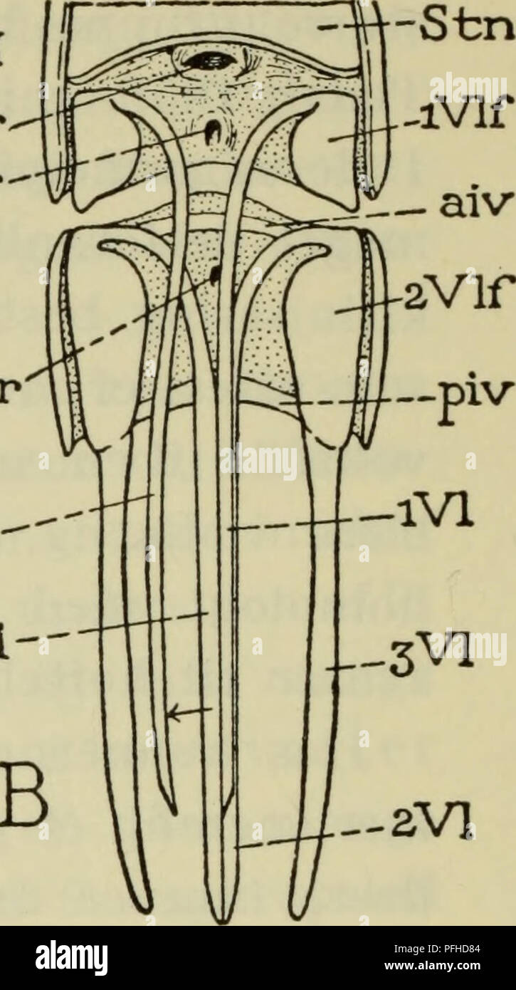 Detailed scientific study of various species of wasps hi-res stock ...
