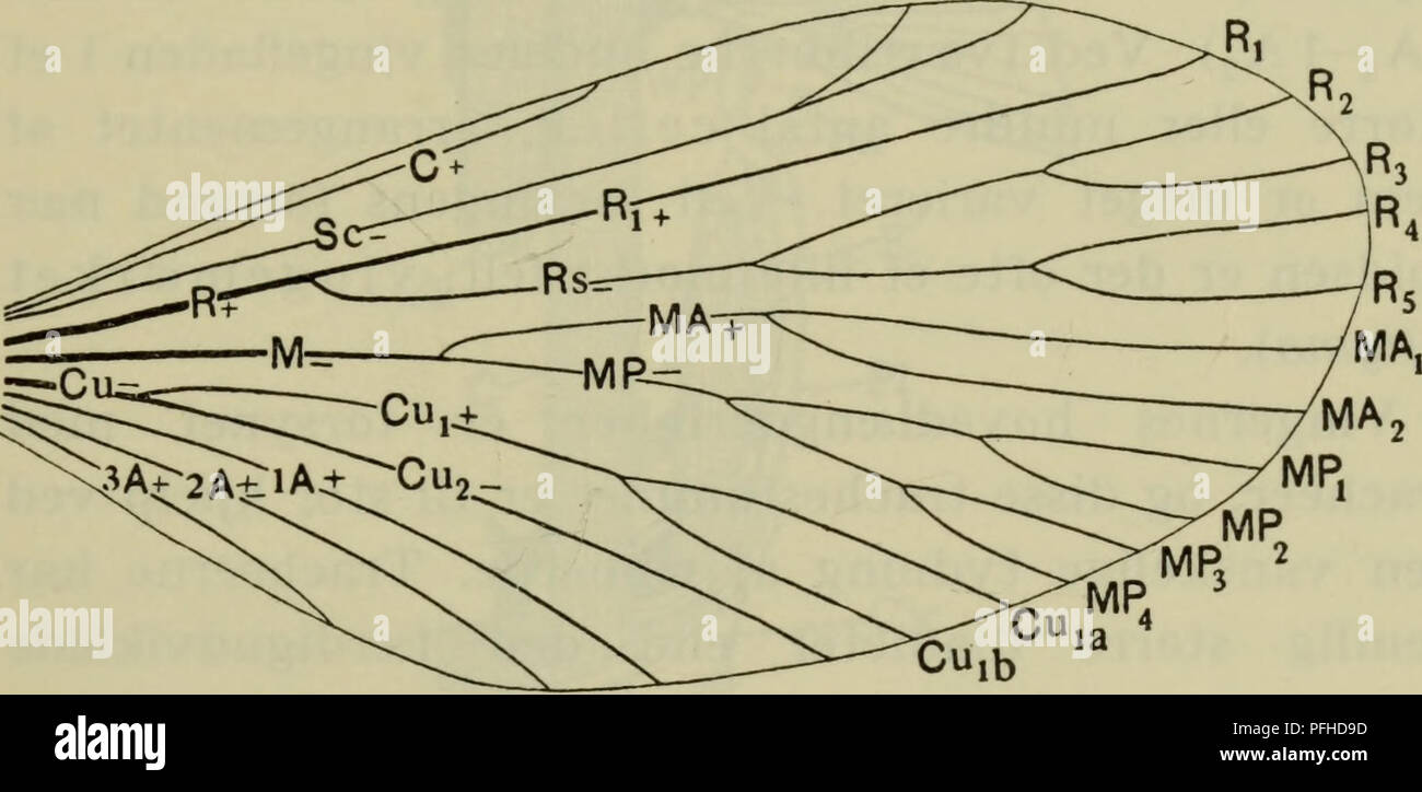 This section from the illustrated guide to Danish fauna examines wing ...