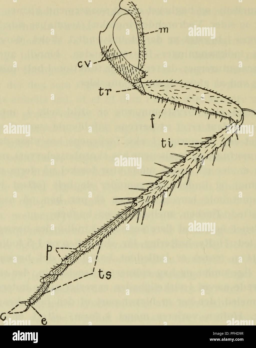 This volume from the Danish fauna series illustrates the anatomy of a ...