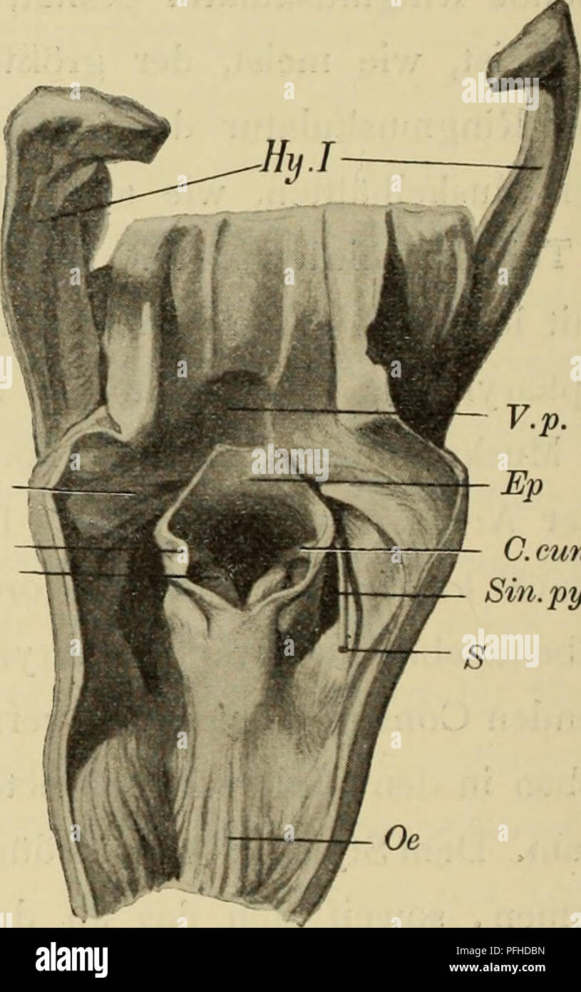 Dilatator hi-res stock photography and images - Alamy