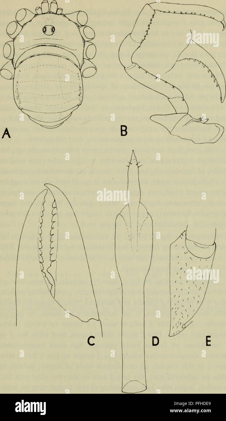 Various anatomical features of arachnids hi-res stock photography and ...