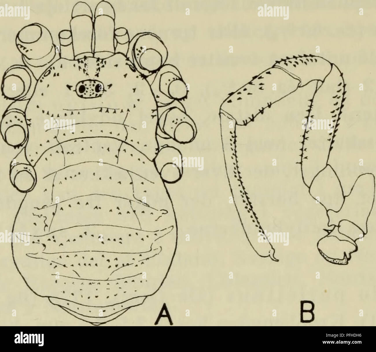 This illustrated guide provides detailed depictions of Denmark's fauna ...