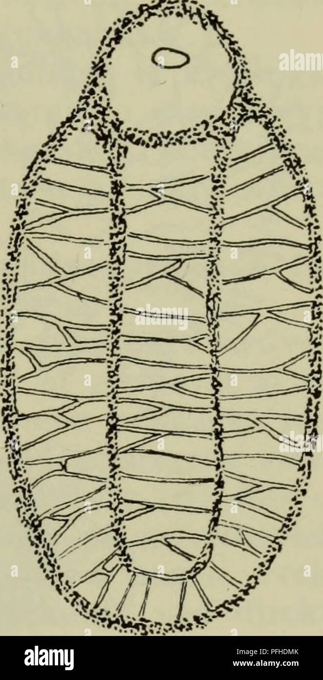 This illustrated handbook of Denmark's fauna details the anatomy and ...