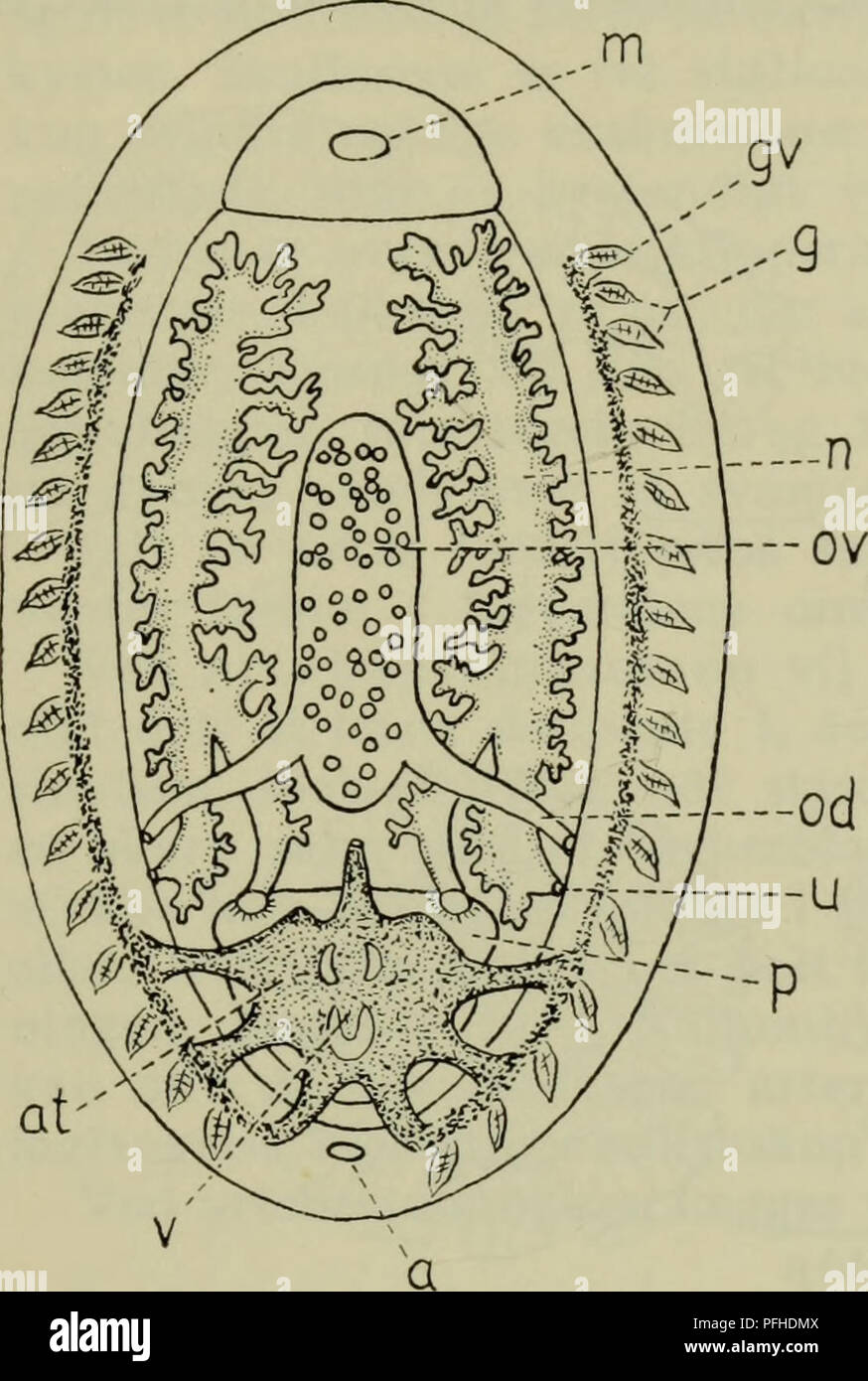 This illustrated guide by the Dansk naturhistorisk forening details the ...