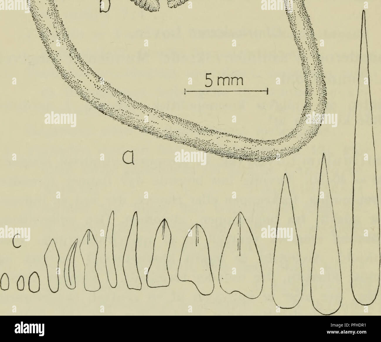 . Danmarks fauna; illustrerede haandbøger over den danske dyreverden ...