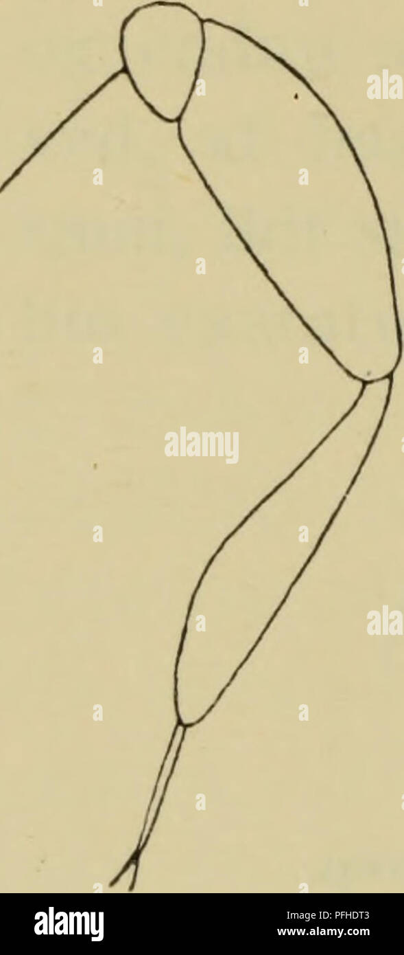 This illustration from 'Danmarks Fauna,' a Danish fauna guide, focuses ...