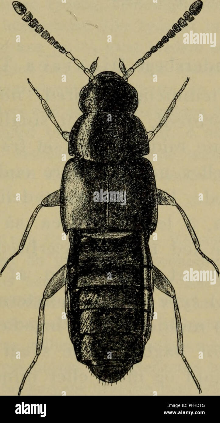 This work is a detailed guide to the fauna of Denmark, focusing on the ...