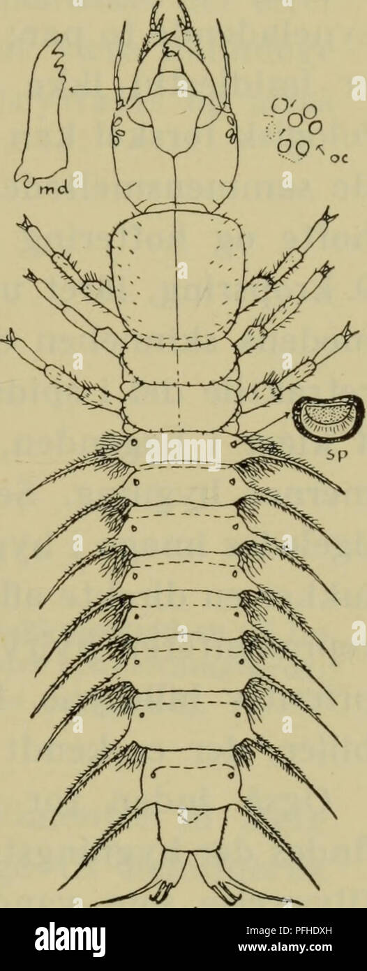 Anatomical details of certain species hi-res stock photography and ...