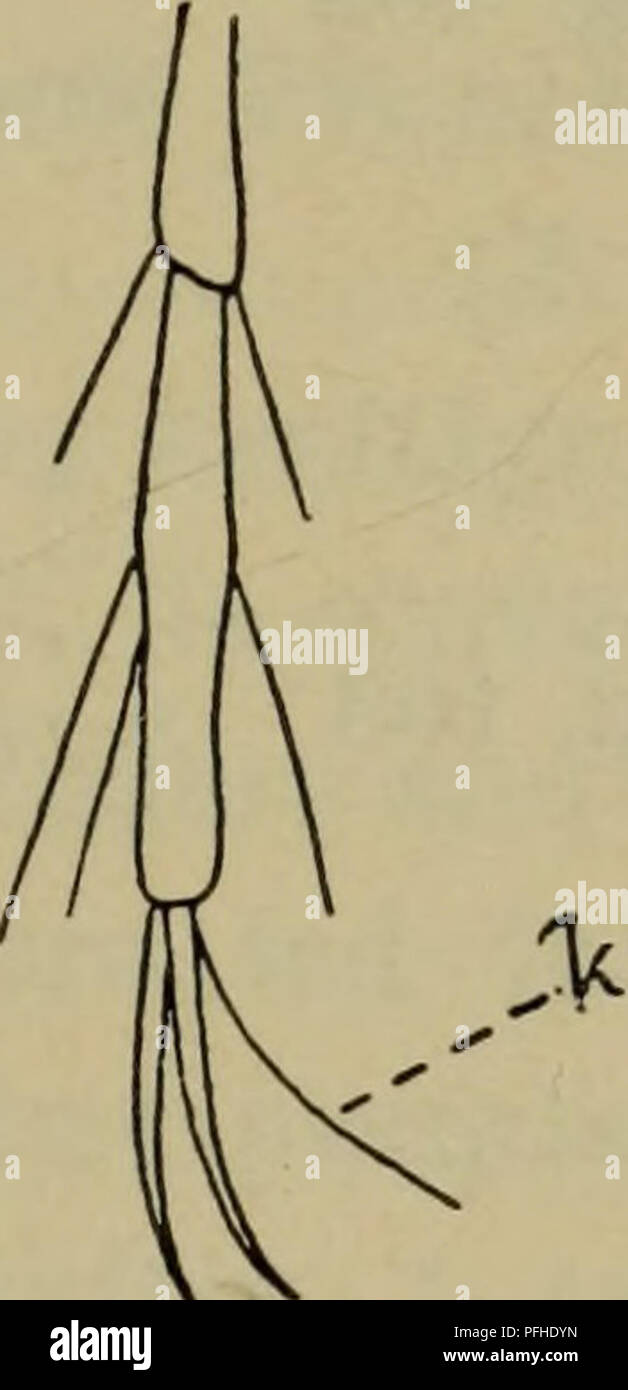 This volume of the 'Danmarks Fauna' series focuses on various species ...