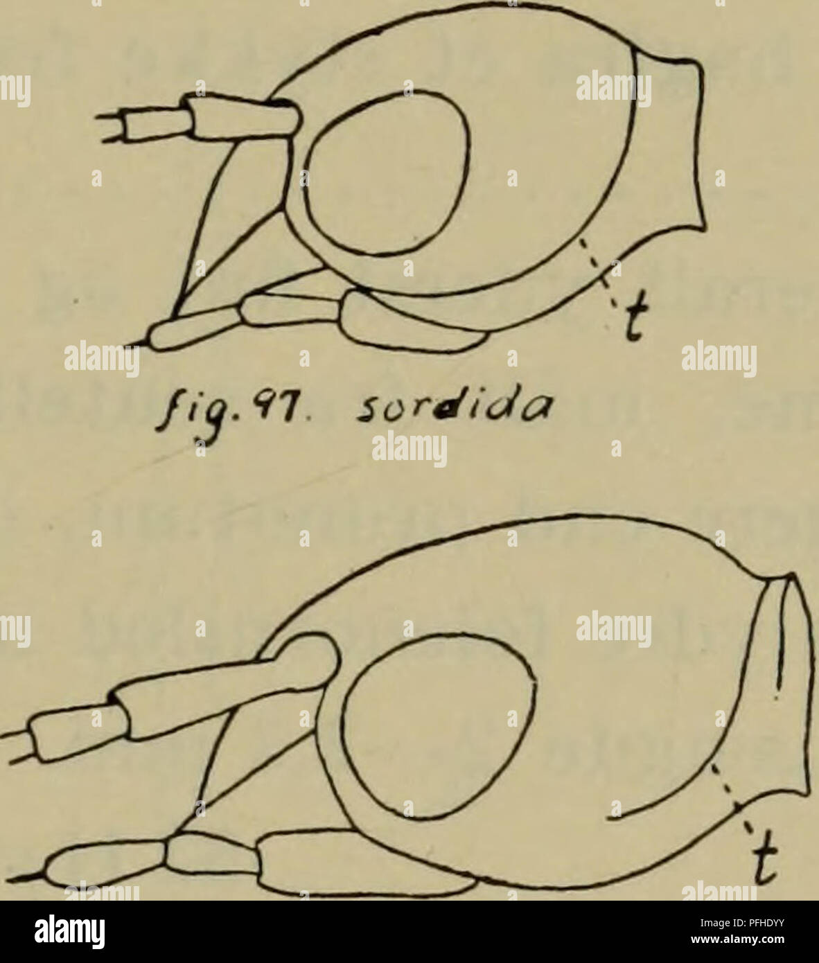 This Danish fauna guide provides illustrated descriptions of various ...