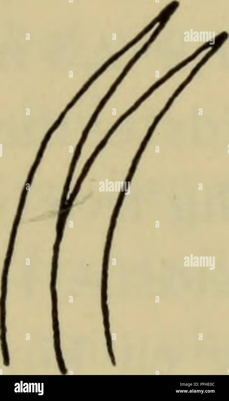 This section of the Danish fauna guide describes the Choragus species ...