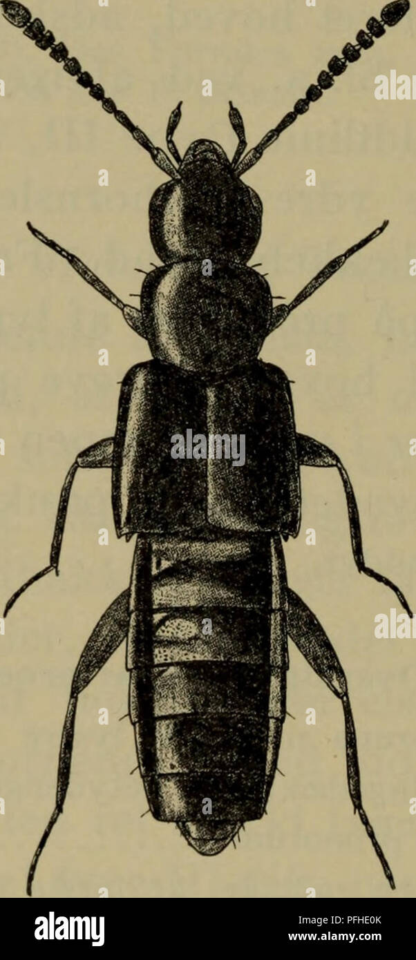 Halobrecta puncticeps hi-res stock photography and images - Alamy