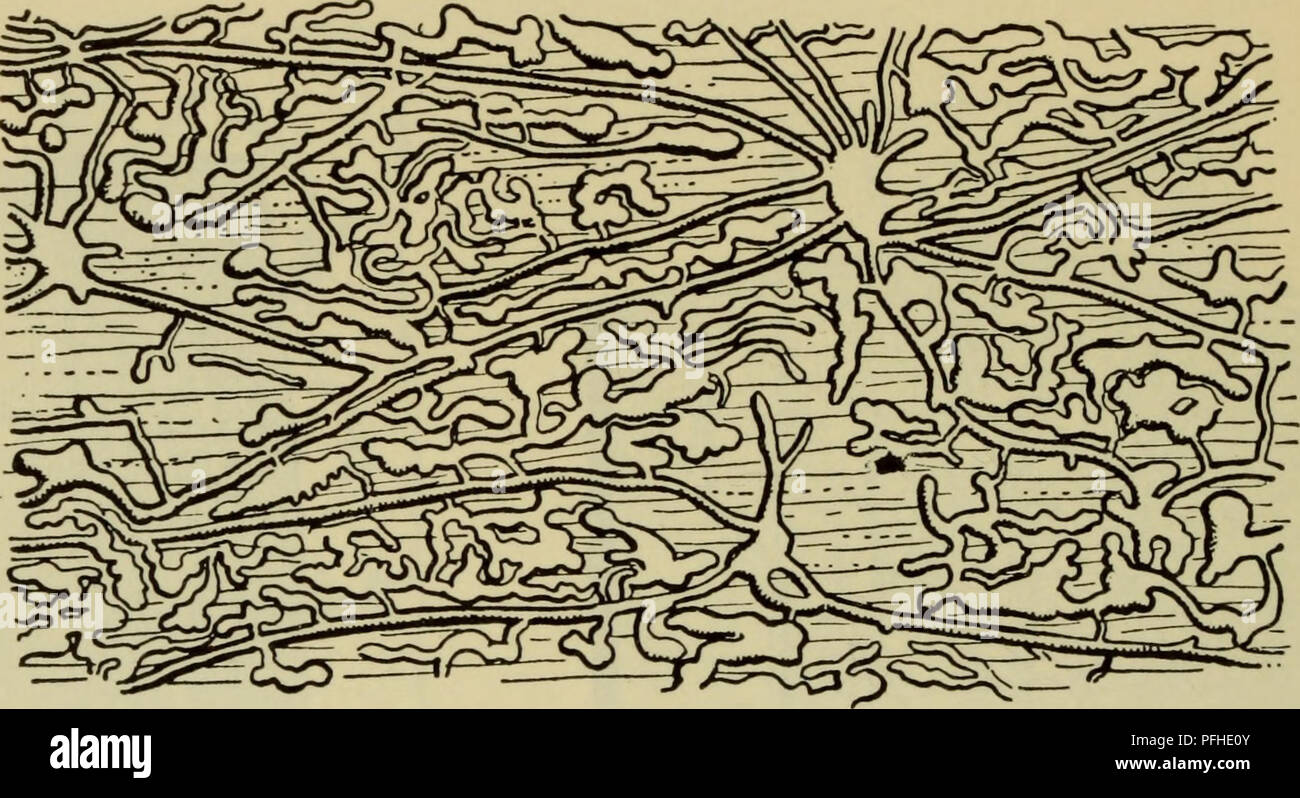 An illustration from 'Danmarks Fauna' showing *Ips acuminatus*, a ...