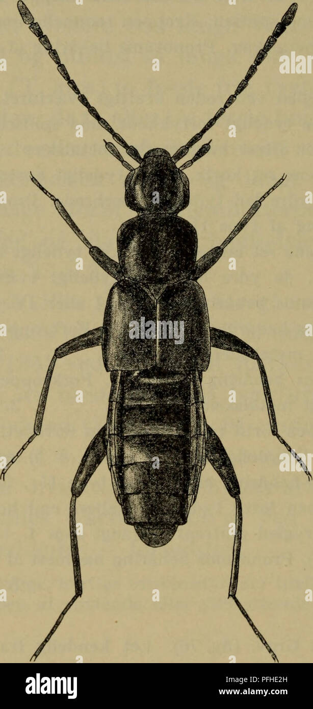 This image from 'Danmarks fauna' depicts detailed features of a species ...