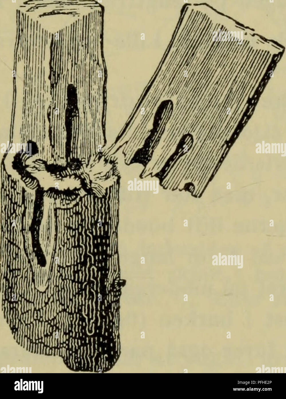 This image shows a depiction of the Xyleborus dispar, a species ...
