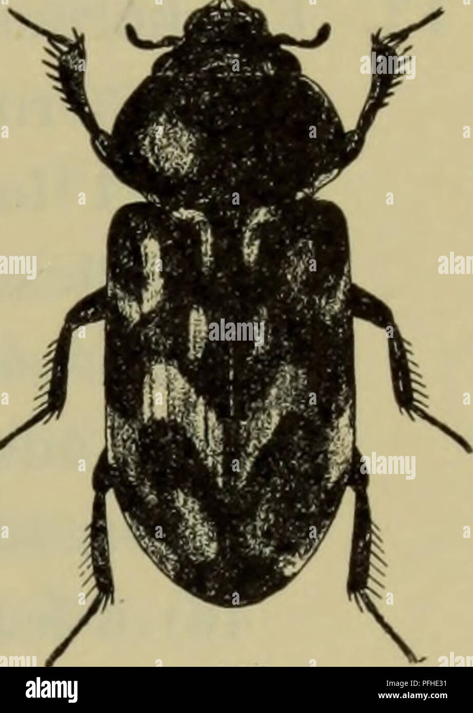 This work focuses on the fauna of Denmark, illustrating the diversity ...