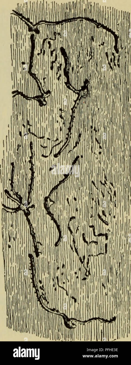 This work describes the fauna of Denmark, focusing on species like ...