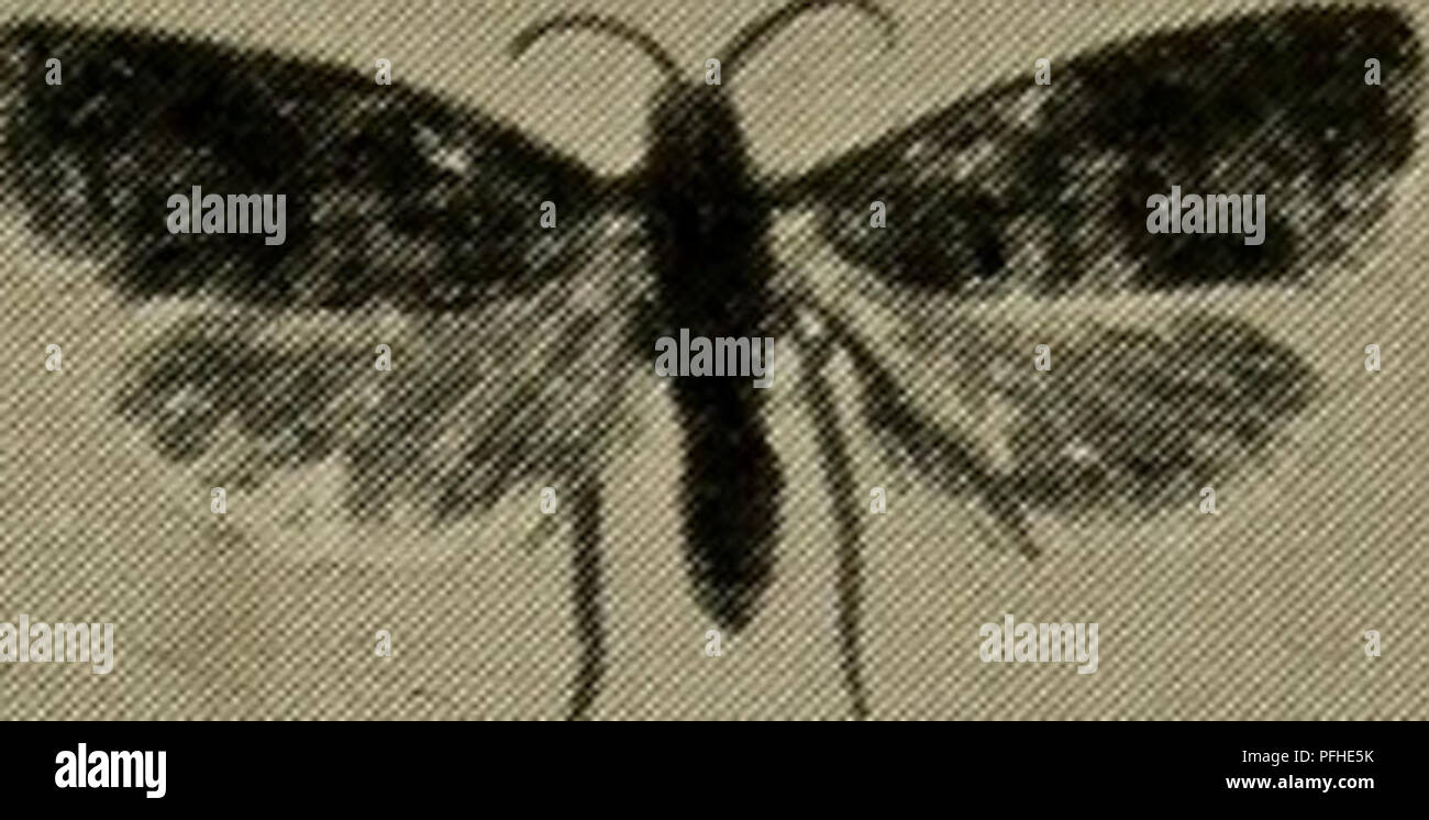 This image is part of a Danish natural history handbook, illustrating ...