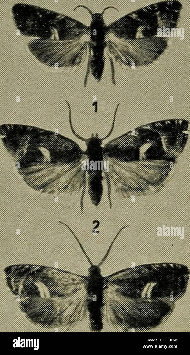 This illustrated guide to Denmark's fauna provides detailed depictions ...