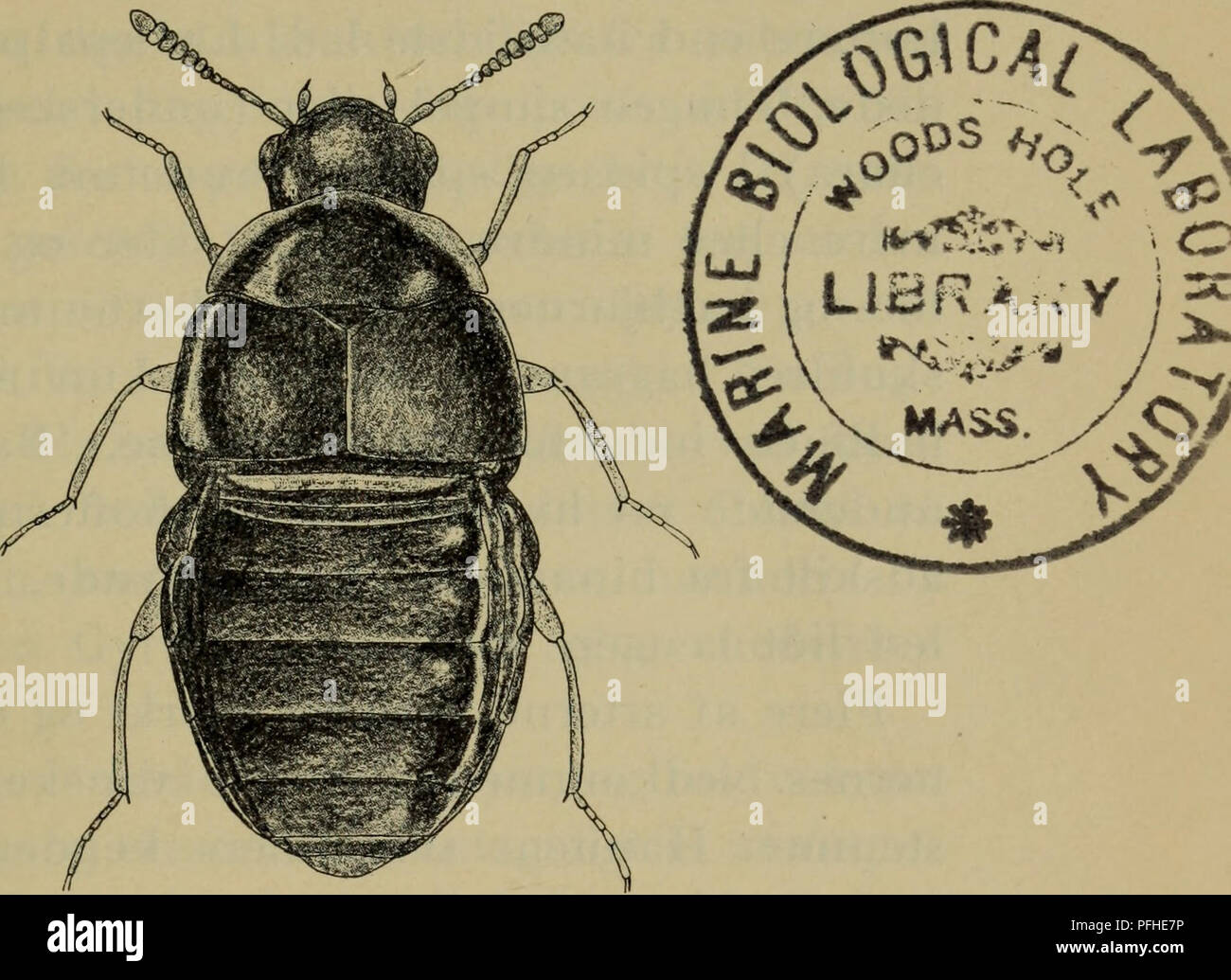 An illustrated guide to Danish fauna that includes detailed depictions ...