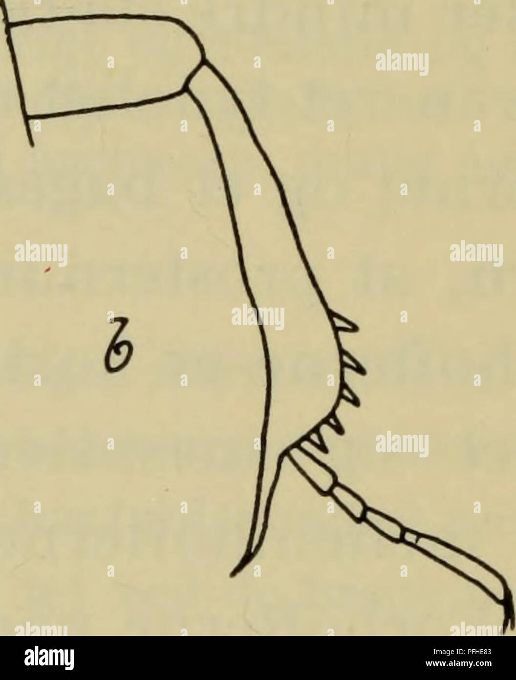 This work provides a detailed guide to Denmark's fauna, with ...