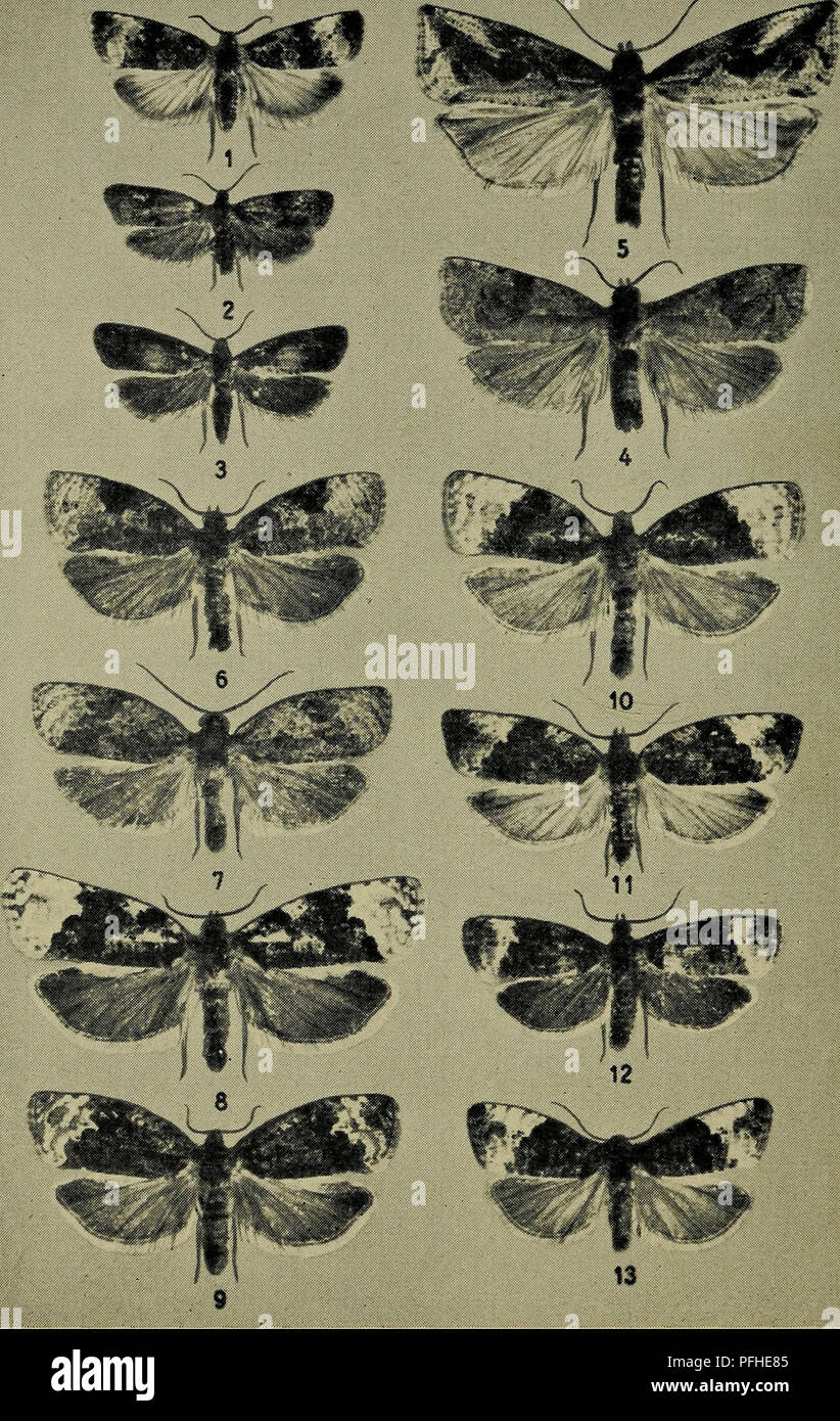 This illustration from 'Danmarks fauna' highlights various species of ...
