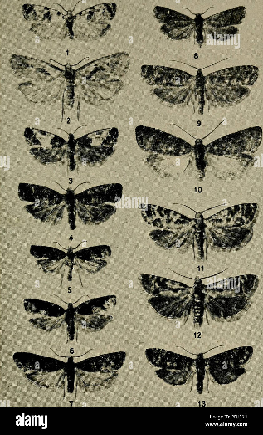 Several depictions of insects hi-res stock photography and images - Alamy