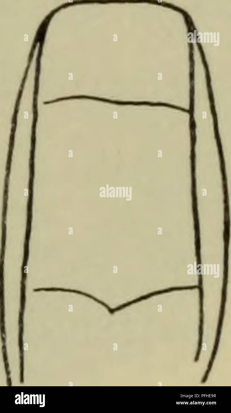 This illustrated handbook covers the fauna of Denmark, providing ...