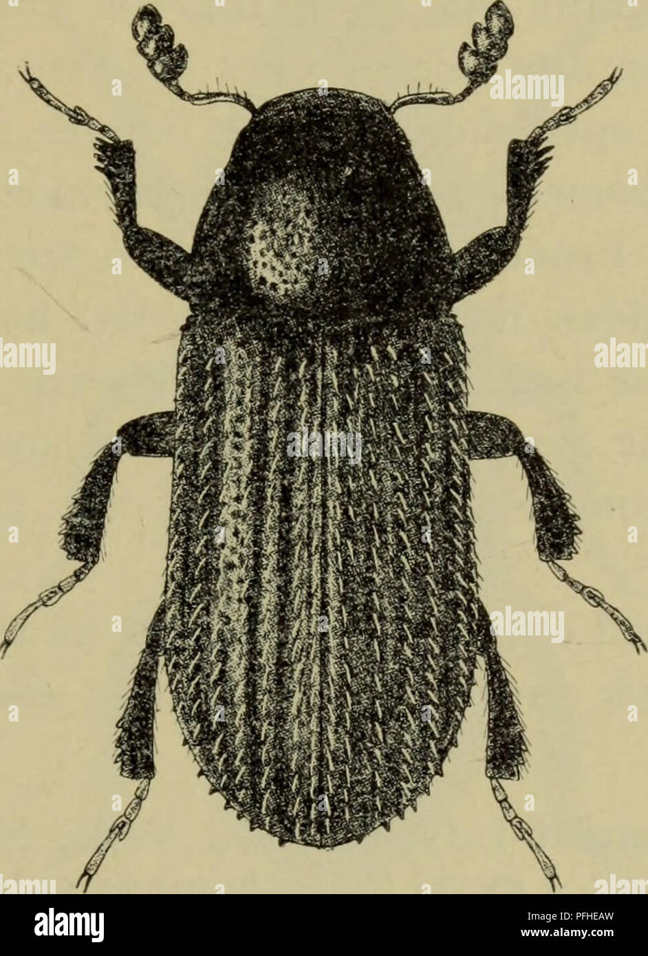 This book continues the detailed exploration of Denmark’s fauna ...