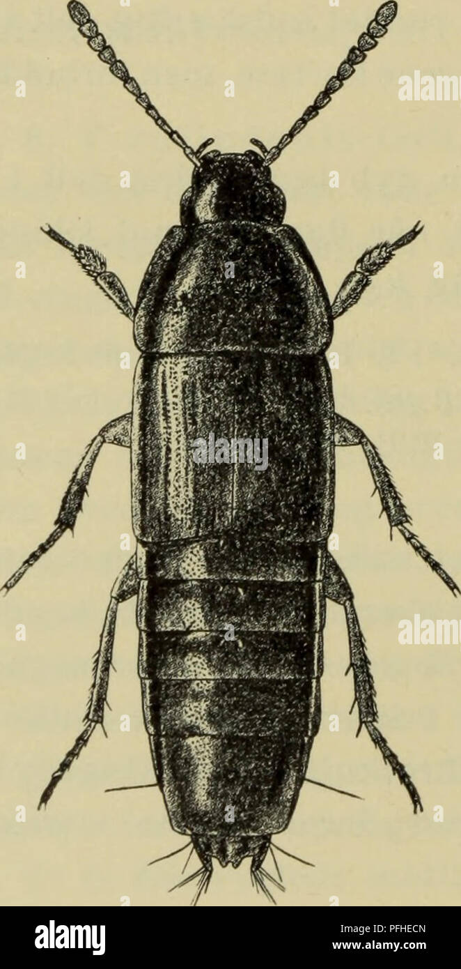 This illustration from 'Danmarks Fauna' depicts the insect species T ...