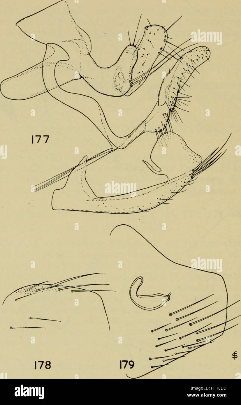 This image from 'Danmarks fauna' showcases detailed illustrations of ...