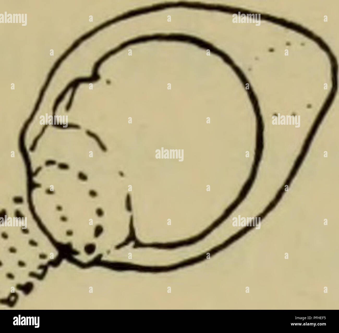 This Danish natural history work features various species native to ...