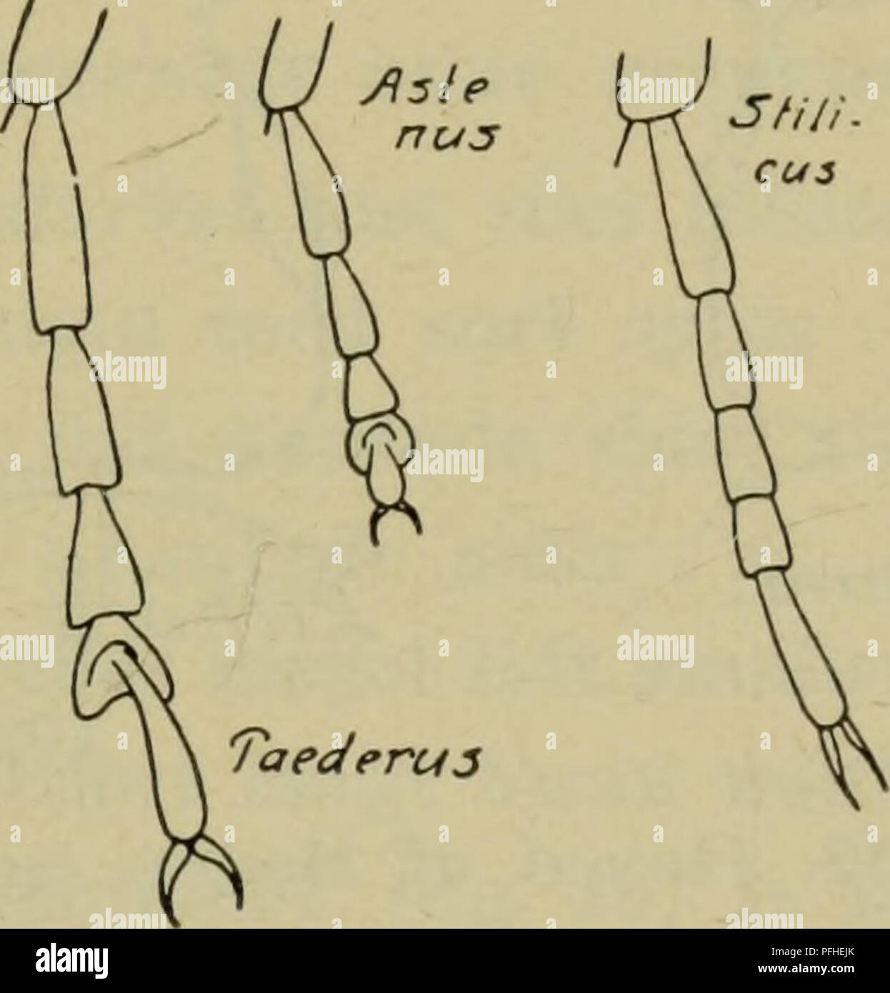 Illustrated guide to Denmark's fauna, detailing native insect species ...