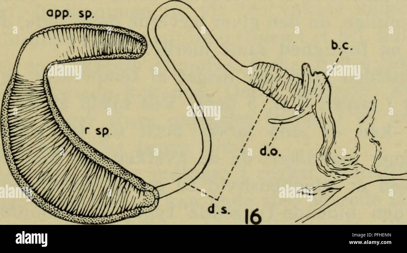 This illustration from 'Danmarks Fauna' depicts the Ceratophyllus ...