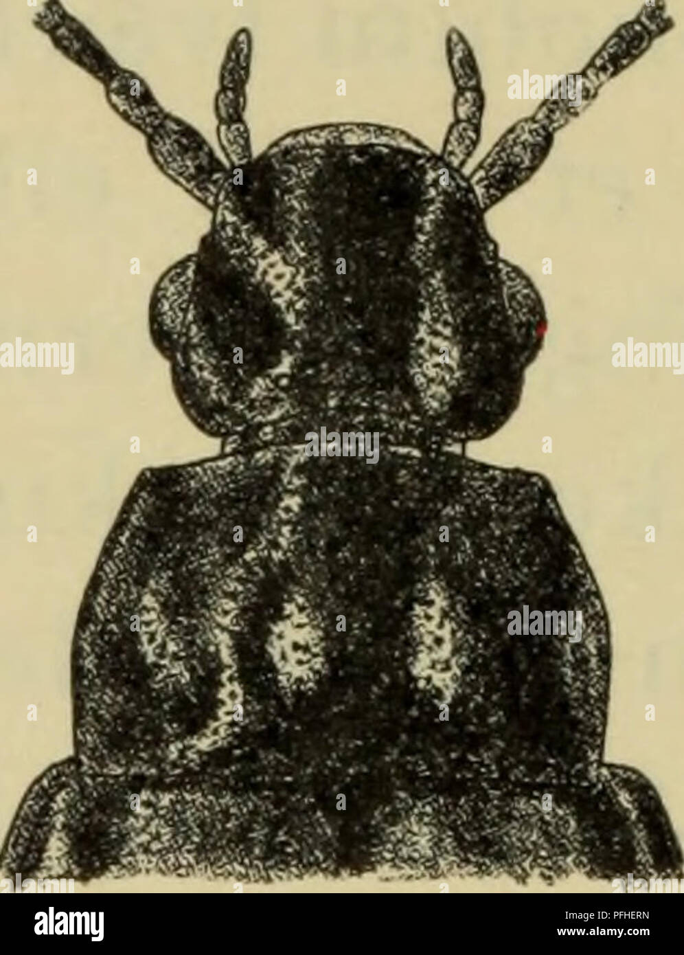 This illustrated handbook of Danish fauna provides detailed ...