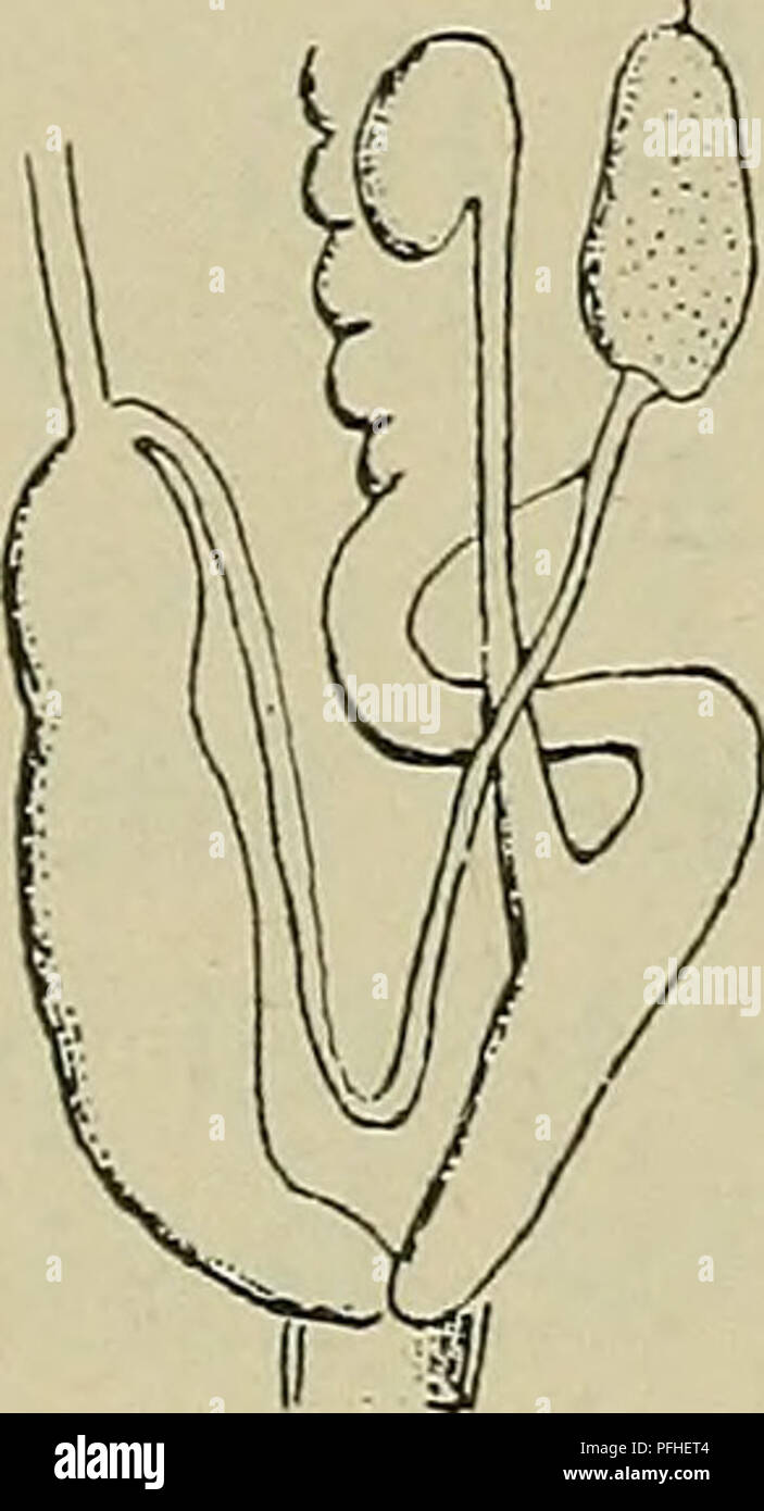 This Danish fauna guide illustrates the animals of Denmark, offering ...