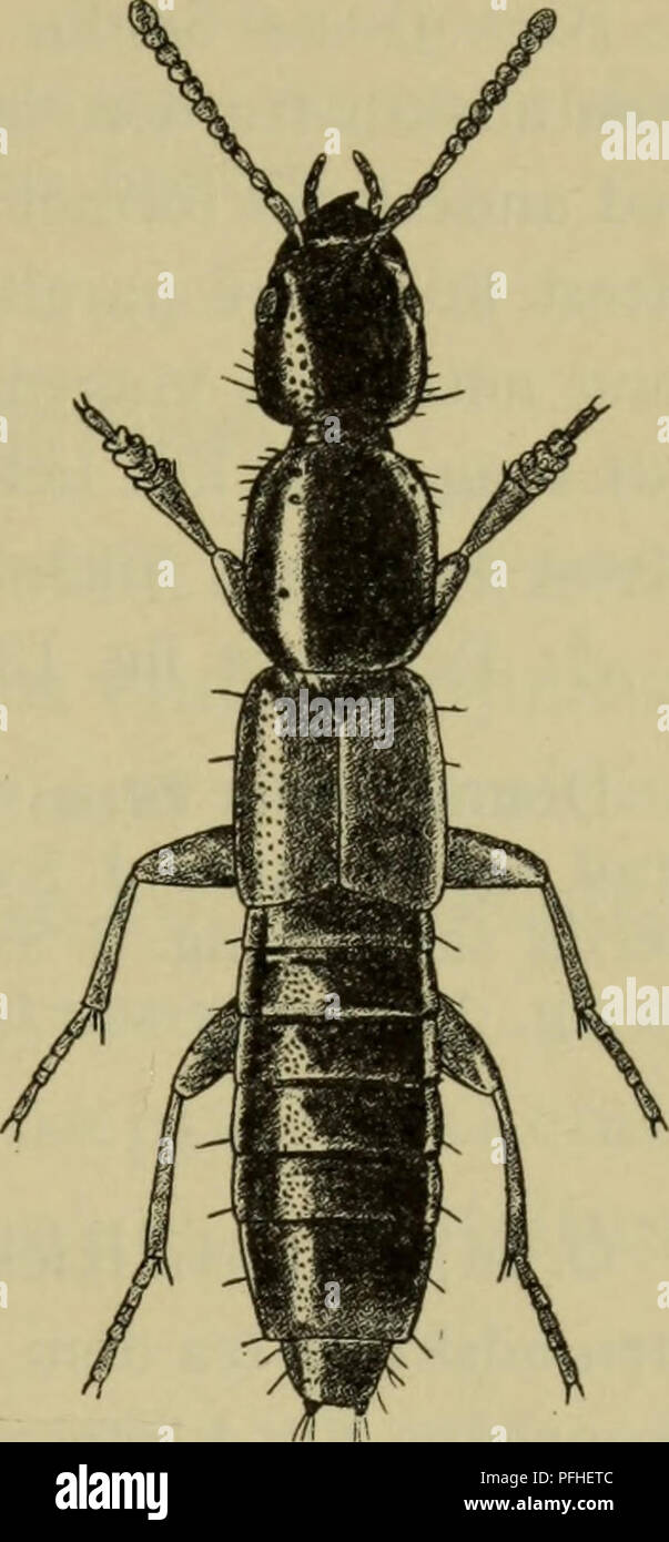 This illustrated guide to Danish fauna provides detailed descriptions ...