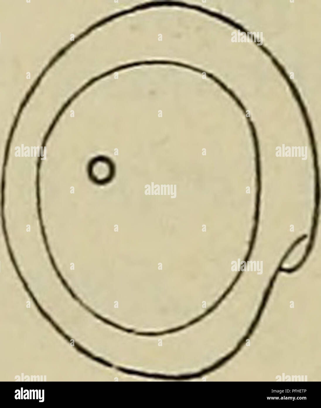 This section of the Danish fauna guide features illustrations of the ...