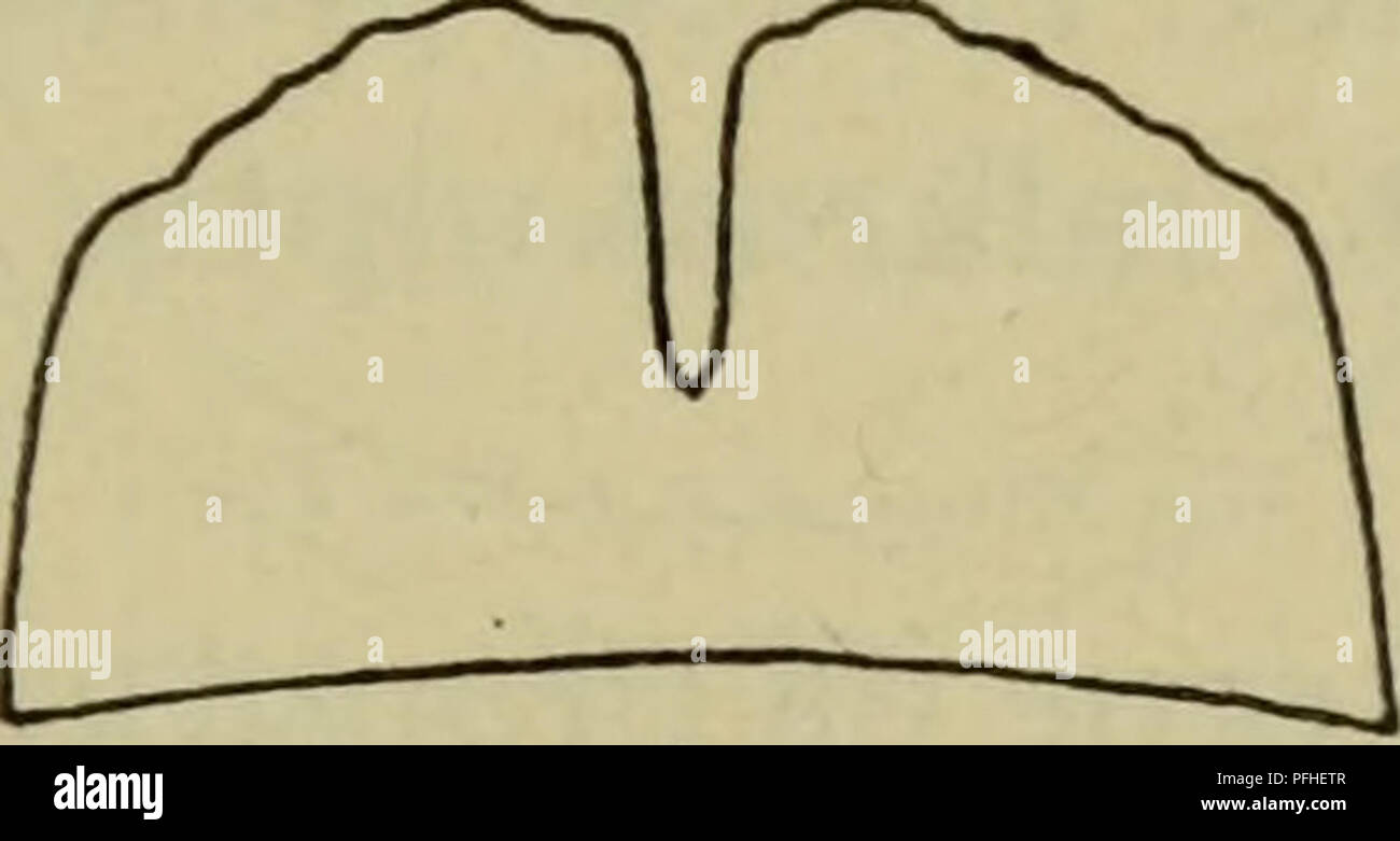 This Danish fauna guide provides detailed illustrations and ...