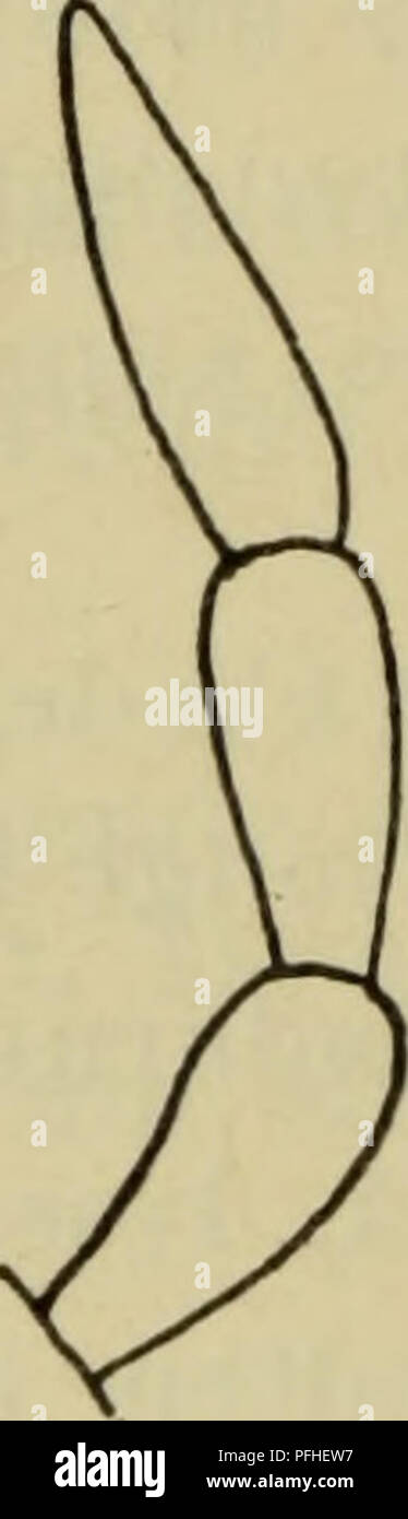 This book provides an illustrated guide to the fauna of Denmark ...